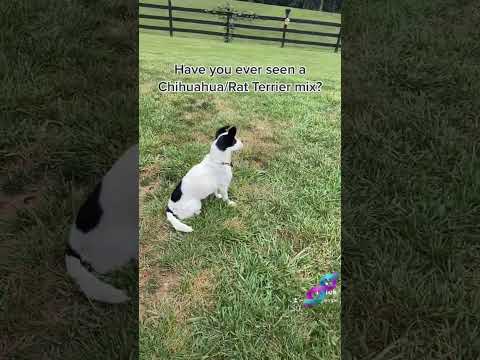 Have you ever seen a ratchi? #ratchi #ratterrier #chihuahua #dog #mix #mutt #dna #rescuedog #puppy