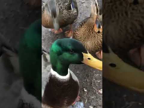 Tough Michigan Rouen Duck speaks of Thirst & having had a Gun pulled on Him at His old Water Hole!