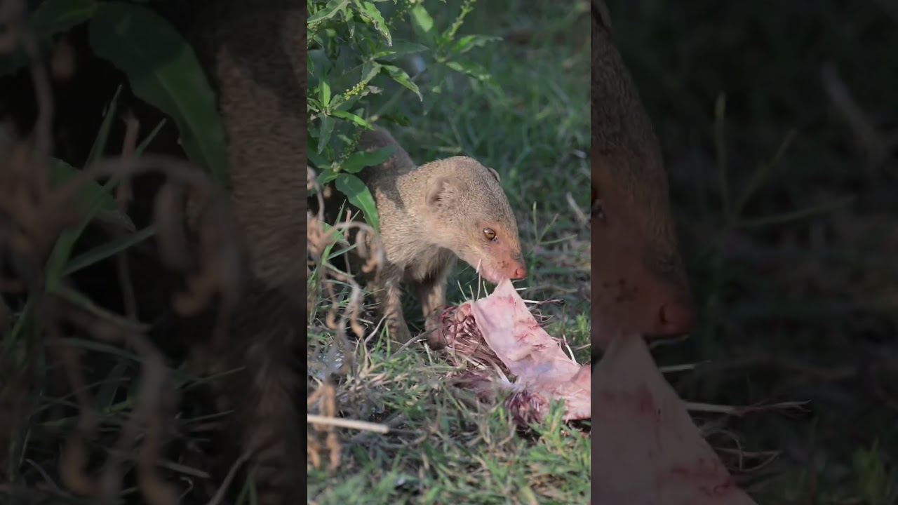 Mongoose Explained: From Setup to Action!