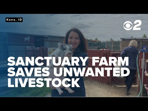 Idaho's largest farm sanctuary faces financial loss due to permitting setbacks