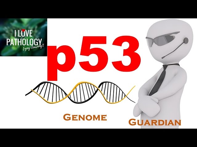 Understanding the p53 Gene: The Guardian of the Genome | Galaxy.ai ...