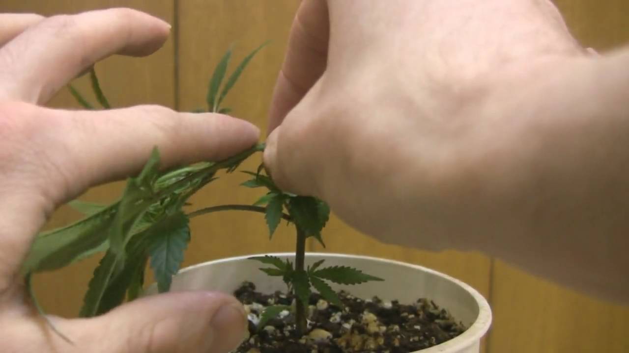 tokin daily: low stress training