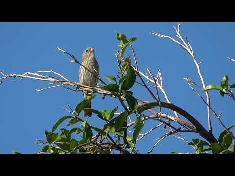 Singing House Finch, Birds of Arizona, USA