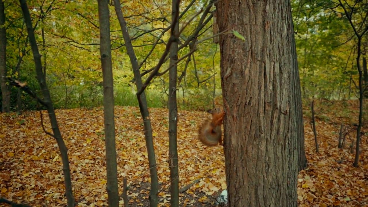 Squirrel Climbing A Tree