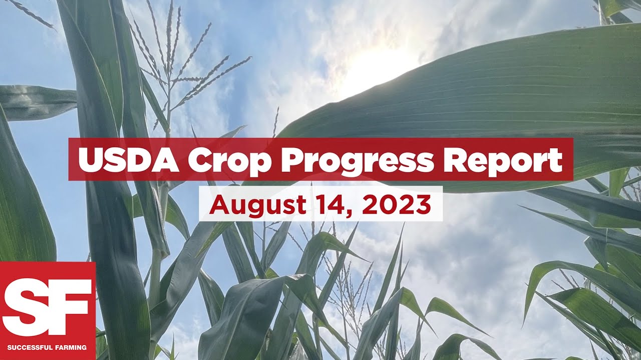 USDA Crop Progress Report | August 14, 2023 | Successful Farming