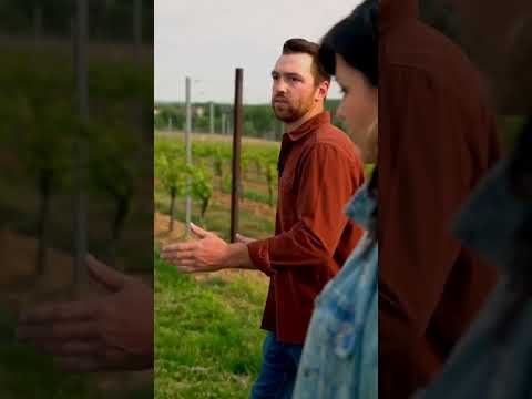 Savor the Flavors: Exploring the Wine Paradise at Waltz Vineyards Estate Winery