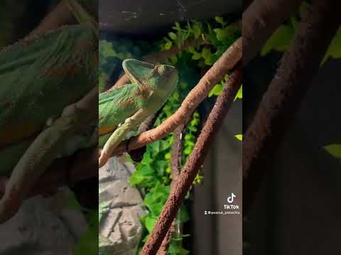 Veiled chameleon name Topi drinking water #funnyanimals #shorts #reptile #lizard #chameleon