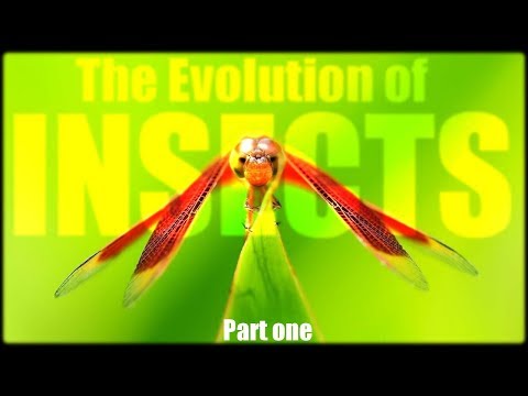 Stick insect evolution, new research | Dear Kitty. Some blog