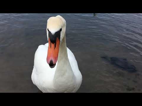 Swan Song