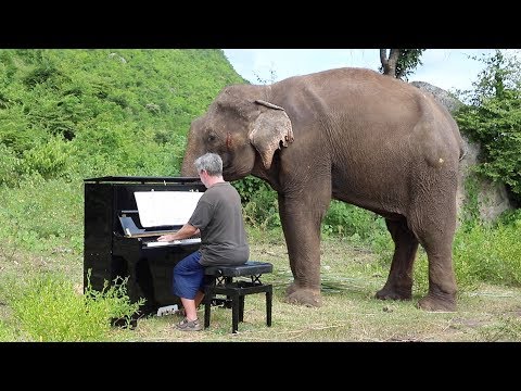 Rachmaninoff on Piano for Romsai the Elephant + FREE sheet music