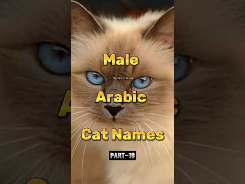 Male Arabic Cat Names Part-19πβ€οΈ #shorts #islam