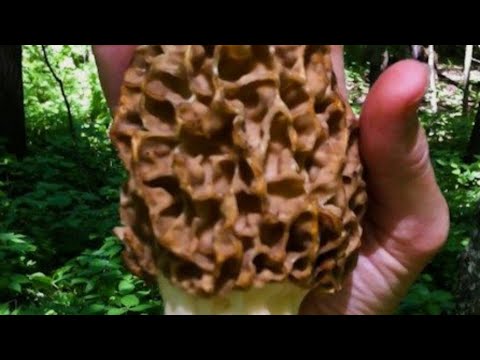 Early missouri Morel mushroom hunting secrets with rockdog923
