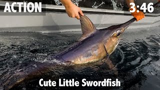 Ultimate Fishing