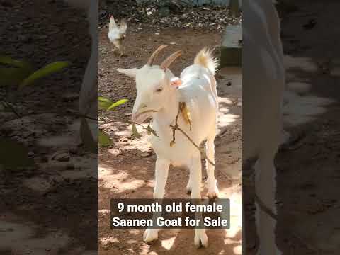 Female Saanen Goat.