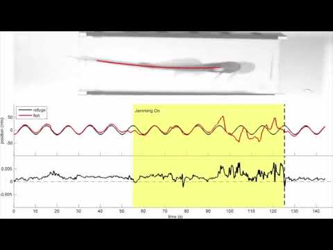 Video 1 for Tuning movement for sensing in an uncertain world, eLife (2020)