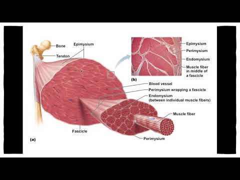 Chapter 9. Skeletal Muscle structure
