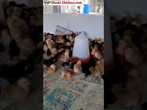 Chick Brooder and Chick Guard - Brooder Guard Latest Price ...
