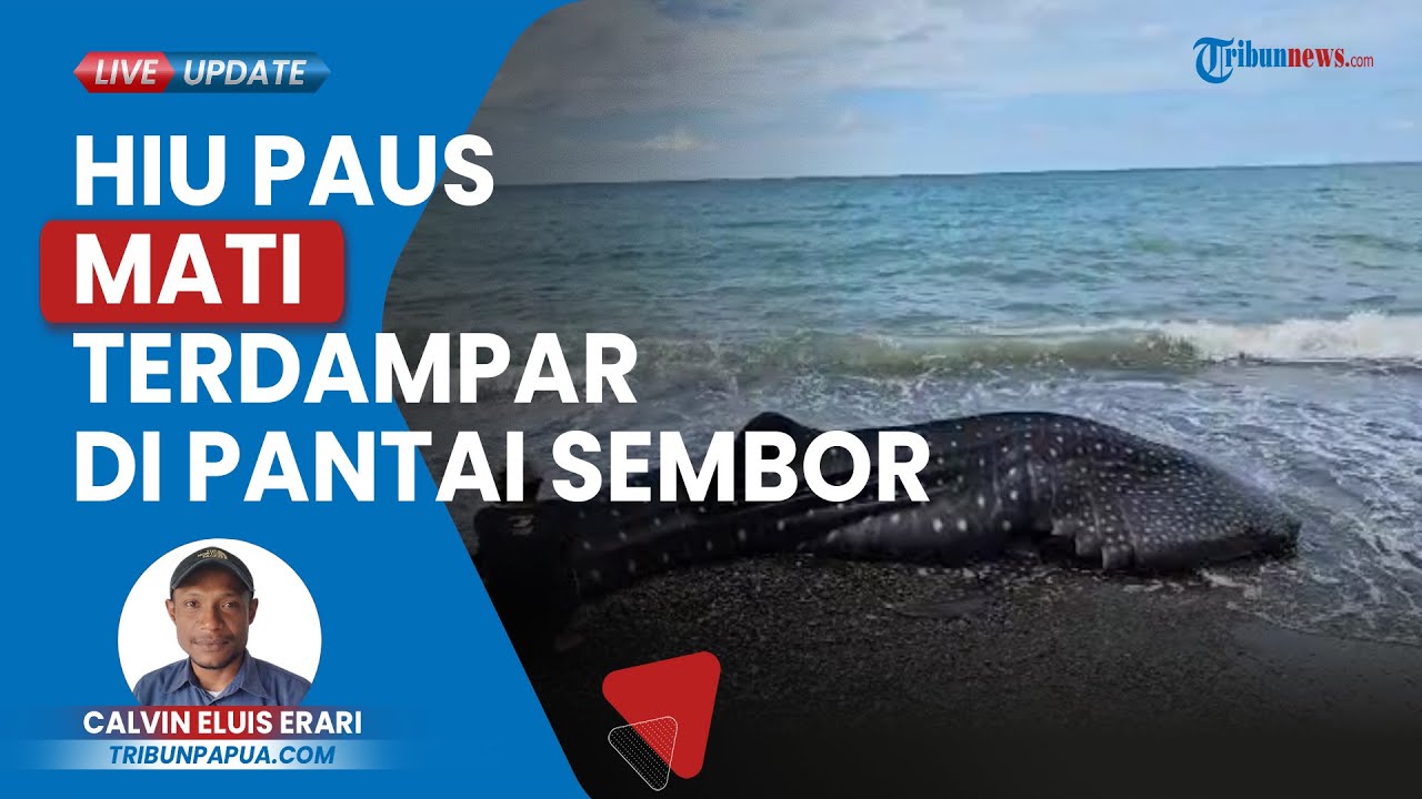 Ikan Hiu Paus Mati Terdampar di Pantai Sembor Kabupaten Nabire Provinsi Papua Tengah Hebohkan ...