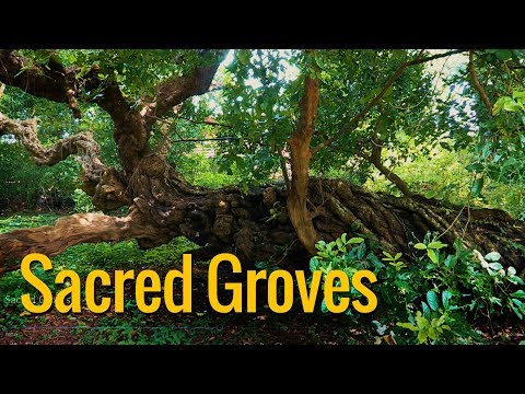 Sacred Groves | Conserve biodiversity for a better tomorrow