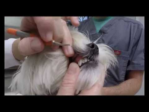 Retained Deciduous (Baby) Teeth in canines - Pet Hospital Naples FL (239) 353-5060