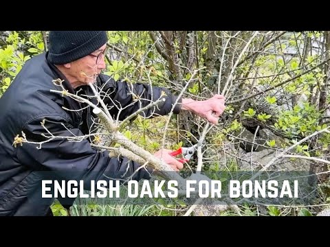 English Oaks for Bonsai