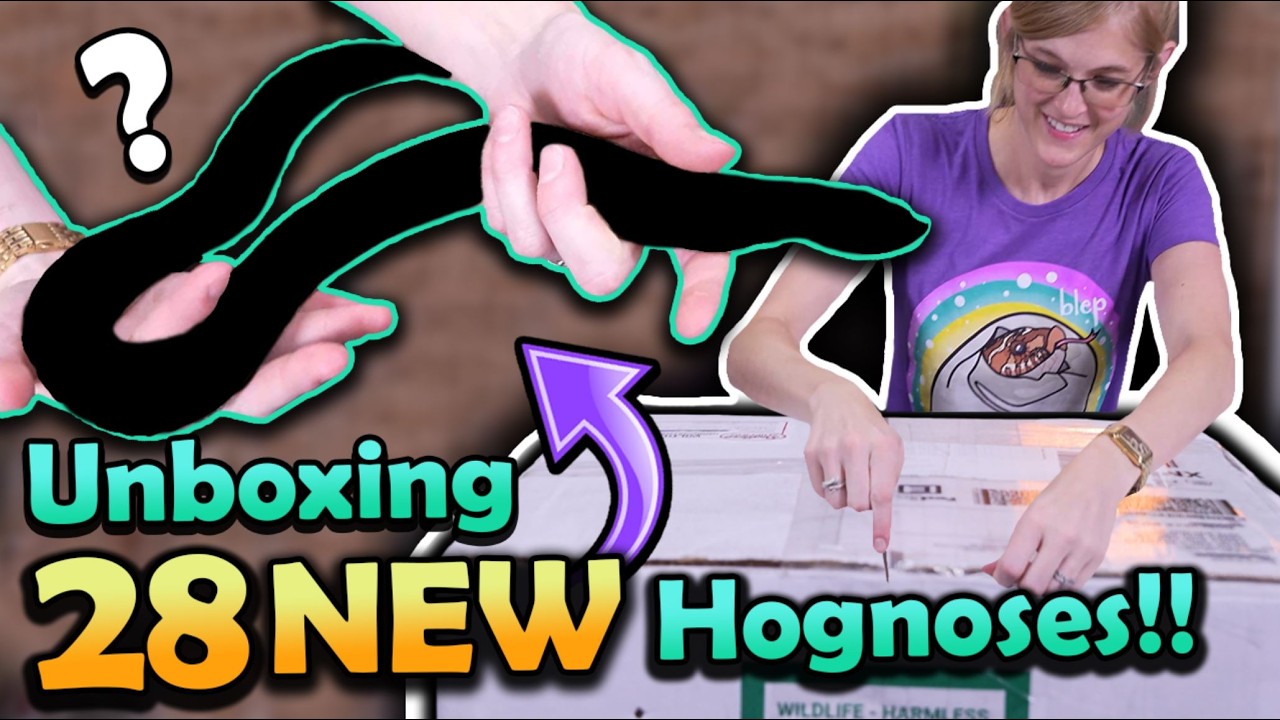 Unboxing 28 Hognoses Sent by a Fan!