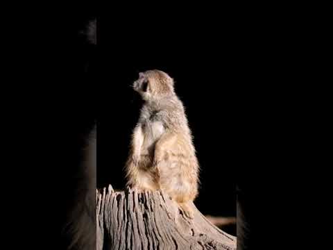 nature | Meerkat | animal | forest | beautiful scenery |realistic & relaxing clip|PT6|EP2| 🌄🏞️🤩😍🥰❤️💕