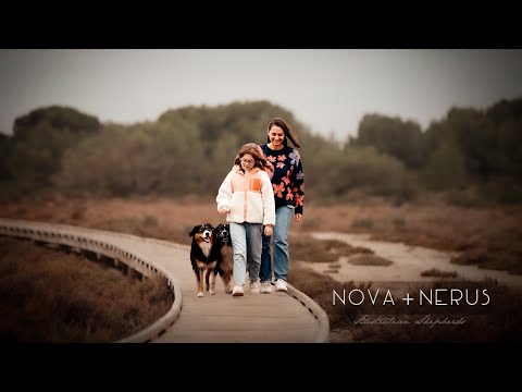 Nova & Nerus [Australian Shepherds]