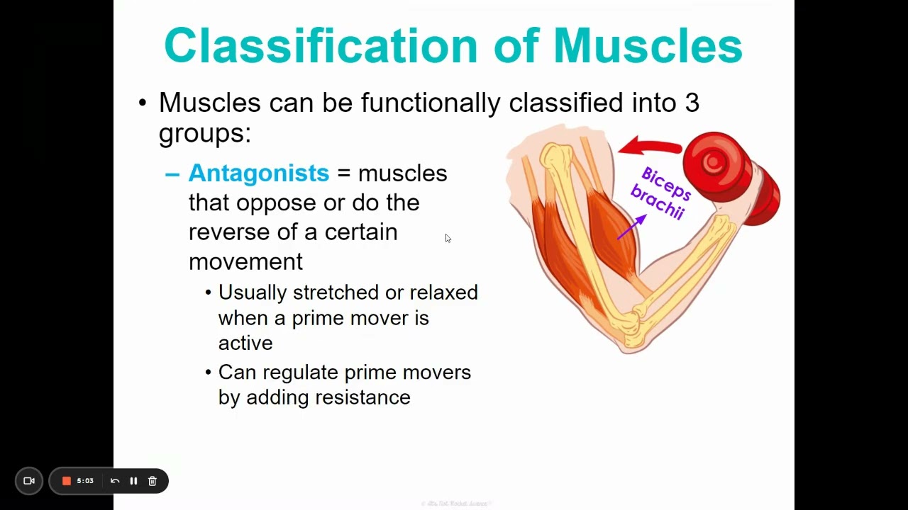 Unit 2 Concept 3   Muscular System 1