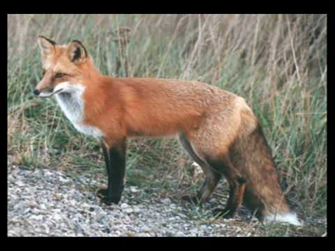 Environmental Science: Temperate Forest