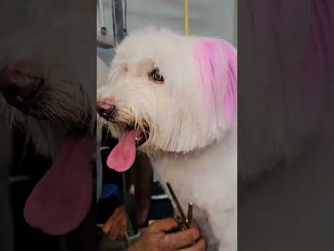 How to Safely Dye Your Pet's Fur with Opawz Pet Dye - Easy Guide!