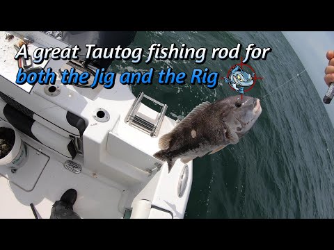 A great Tautog fishing rod for both the Jig and the Rig