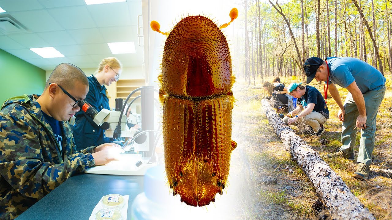 A day in the field with a forest symbiology lab