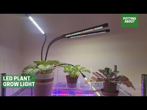 LED plant grow light