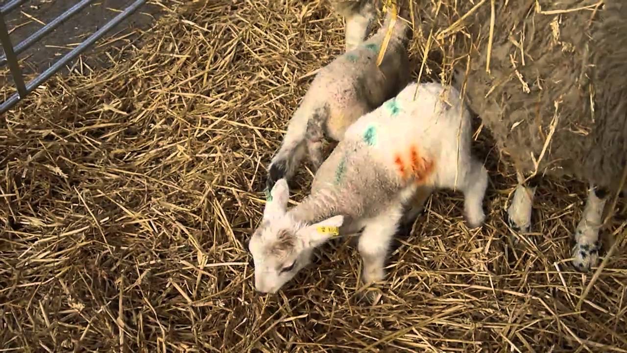 Extremely Rare Lamb Born at Reaseheath College