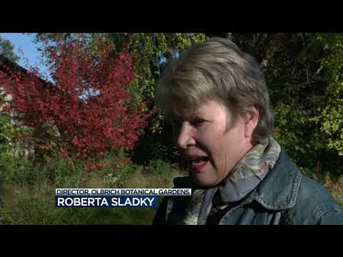 Olbrich Botanical Gardens plans for $10 million expansion project