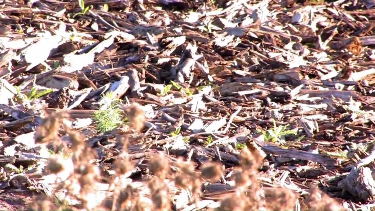 Going Green For Green - Episode 2