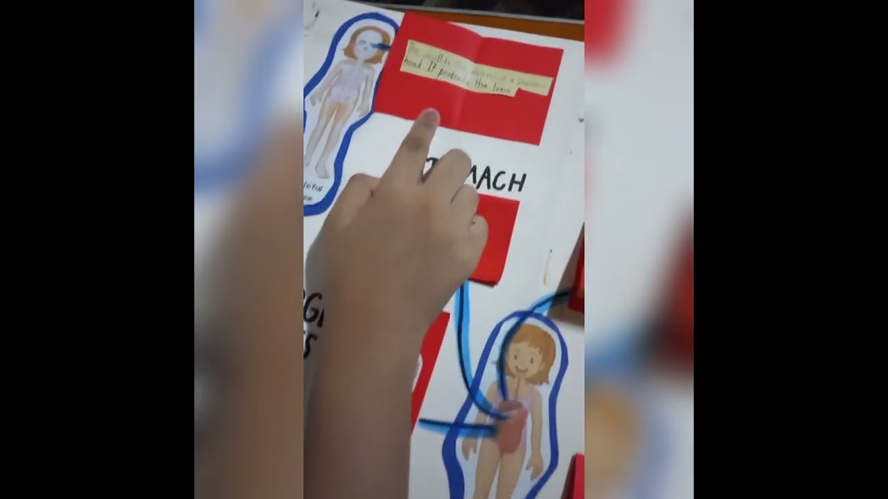 Lapbook: Human Body Systems