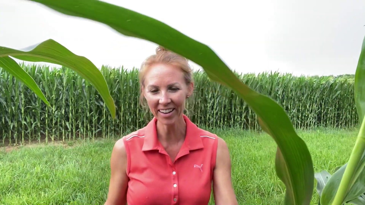 Know When Your Corn Will Tassel & When To Spray