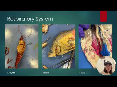 Rat Dissection Post Lab Video