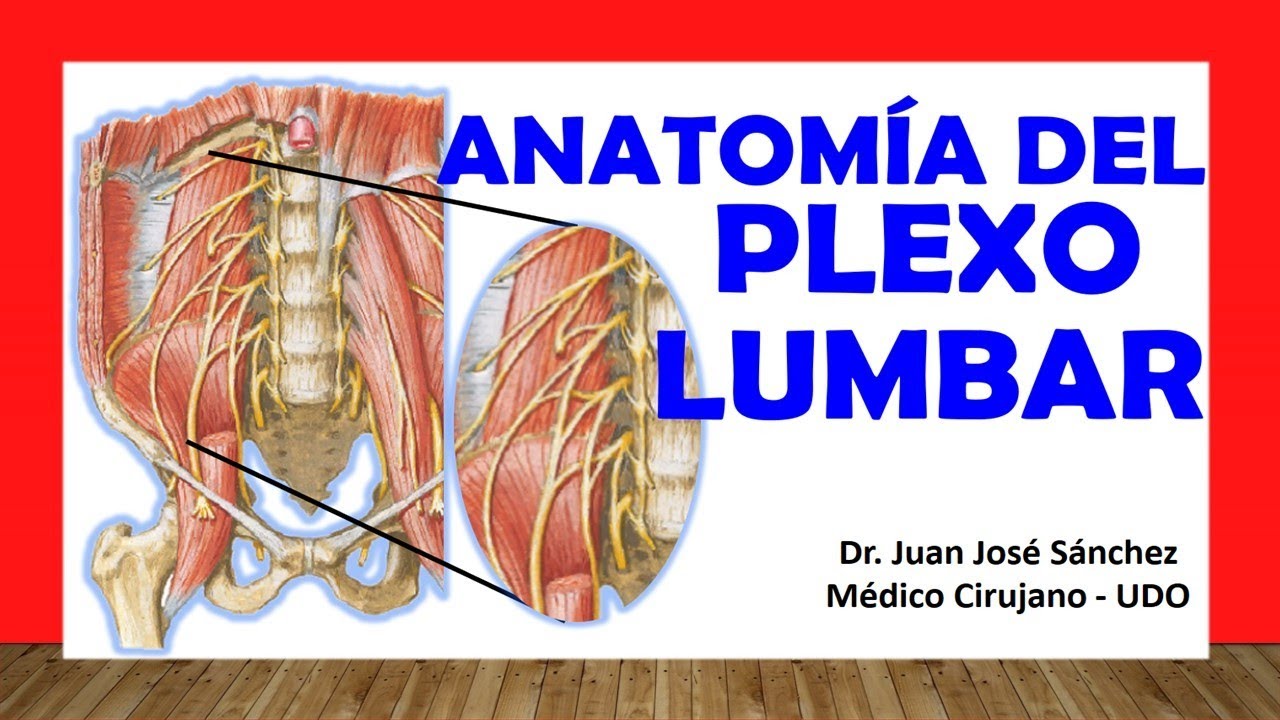 🥇 LUMBAR PLEXUS (Constitution, Branches), Anatomy. Easy, Quick and Simple