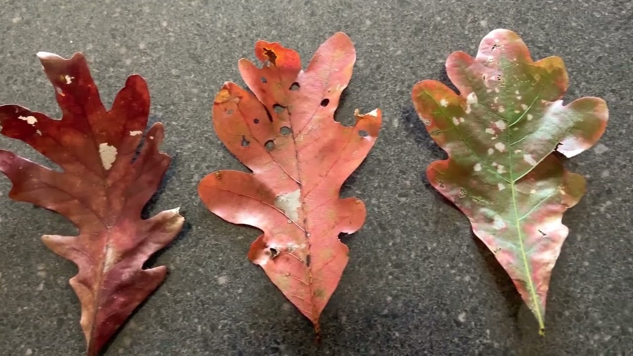 Tree ID Clip: White Oak