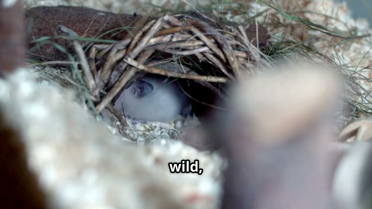Why Are Hamsters Night Owls