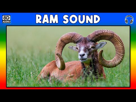 🦌 RAM SOUND - RAM SOUND EFFECT - SOUND OF RAM - SHEEP MALE SOUND