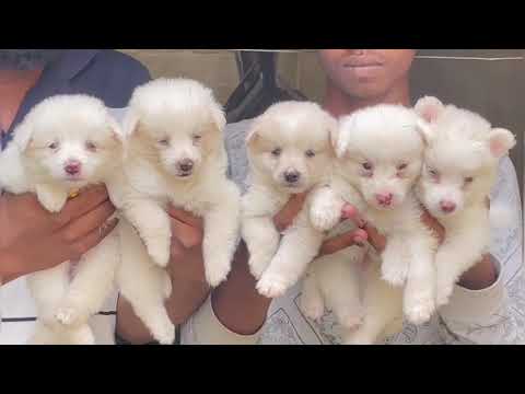 Pomeranian Puppies For Sale in Chennai | Puppies For Sale | #puppies #pomeranian #dog #puppy