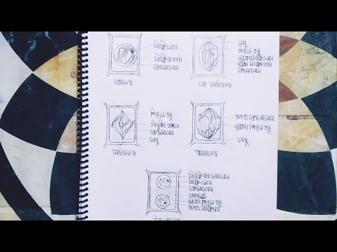 How to draw a easy Mitosis cell division | মাইটোসিস কোষ বিভাজন in easy way for class 9-12