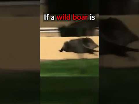 Surviving a Wild Boar Attack: Essential Tips