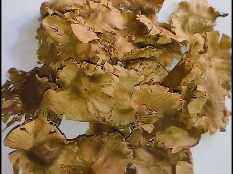 Bija Seed - Bija Tree Seed ( (Pterocarpus Marsupium) ) Wholesale Trader ...