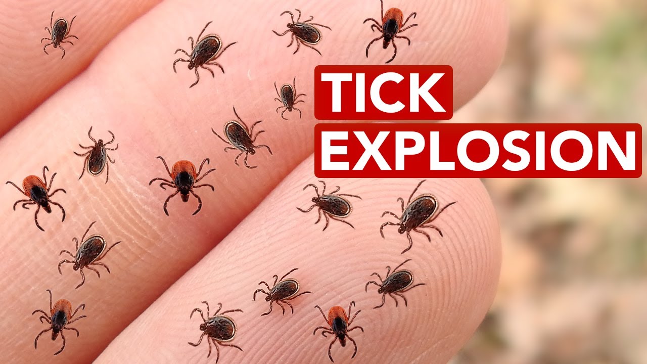 Why Are Tick Populations Exploding?