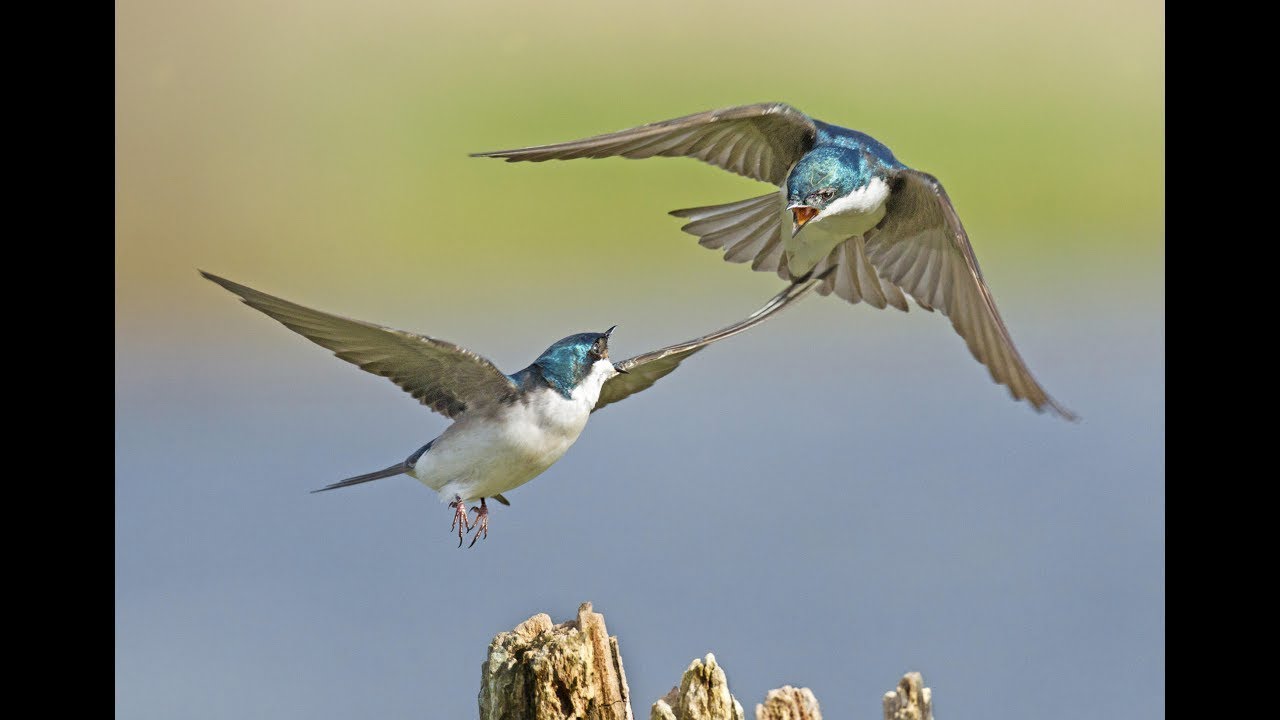 Birding with Rob Stavinga: Tree Swallow